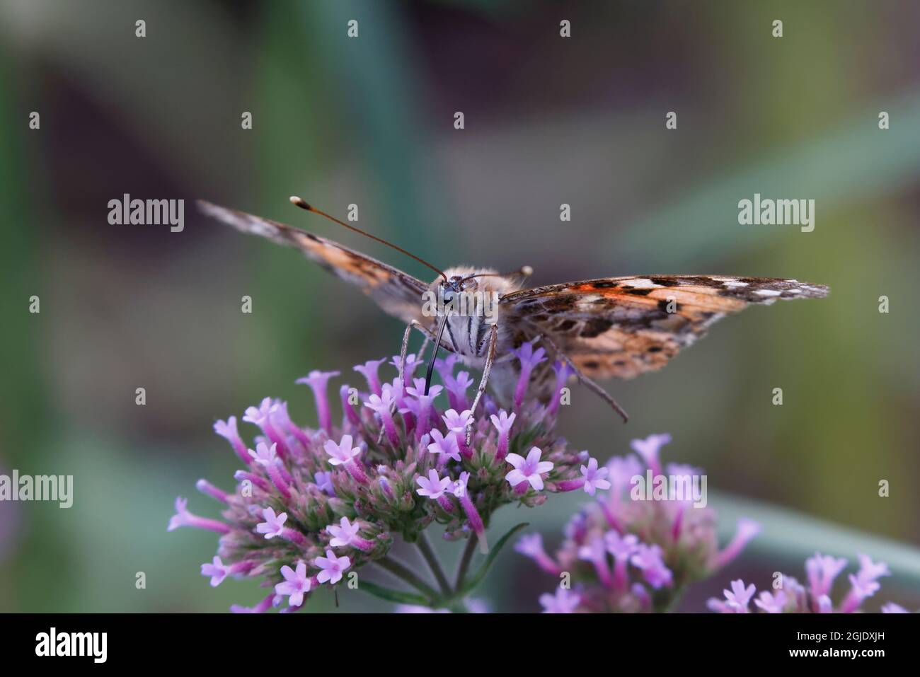 Painted lady butterfly, Creasey Mahan Nature Preserve, Kentucky Stock ...