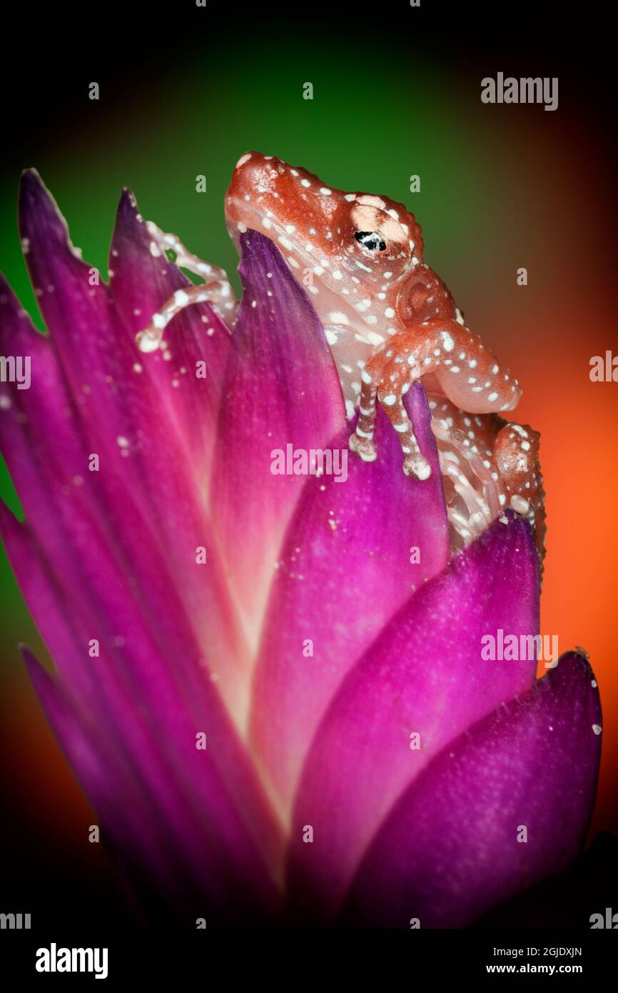 USA, Kentucky. Cinnamon tree frog on flower Stock Photo - Alamy