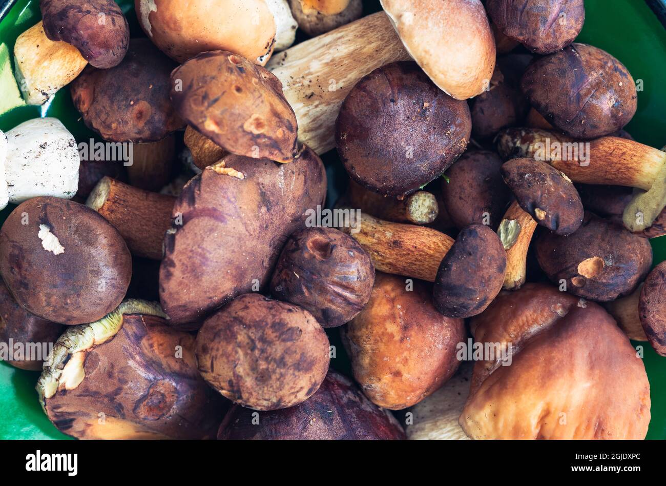 Boletes sauce hi-res stock photography and images - Alamy