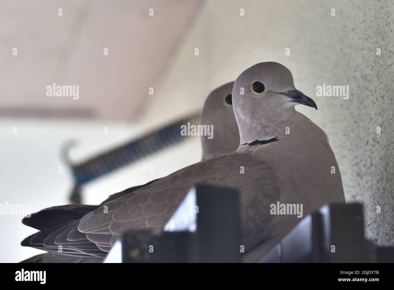 Closeup shot of a dove inside a building Stock Photo - Alamy