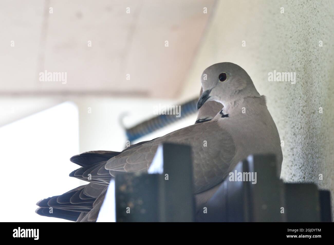 Dove inside hi-res stock photography and images - Alamy