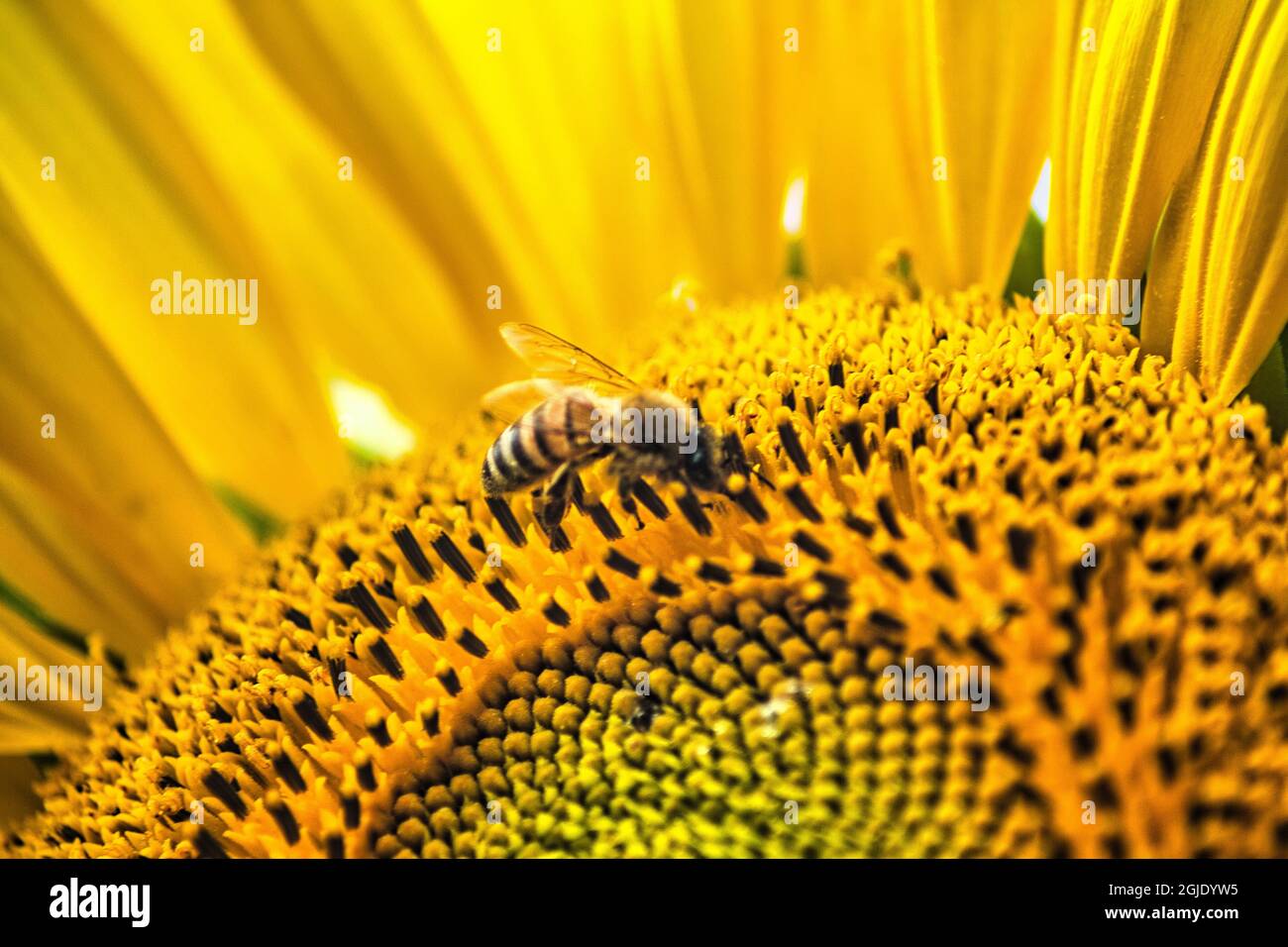 Bee pollinating on a sunflower Stock Photo - Alamy