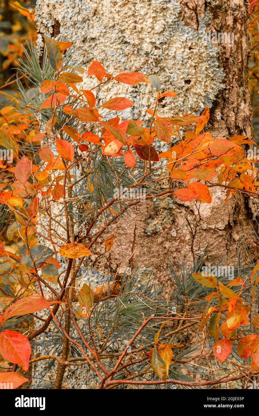 USA, Maine, autumn, tree trunk and leaves Stock Photo - Alamy
