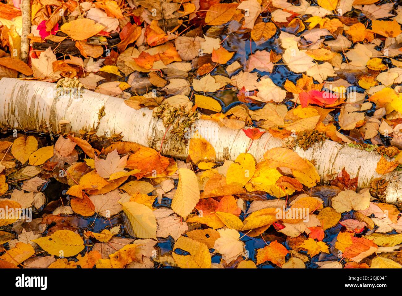USA, Maine, fall, leaves, log Stock Photo - Alamy