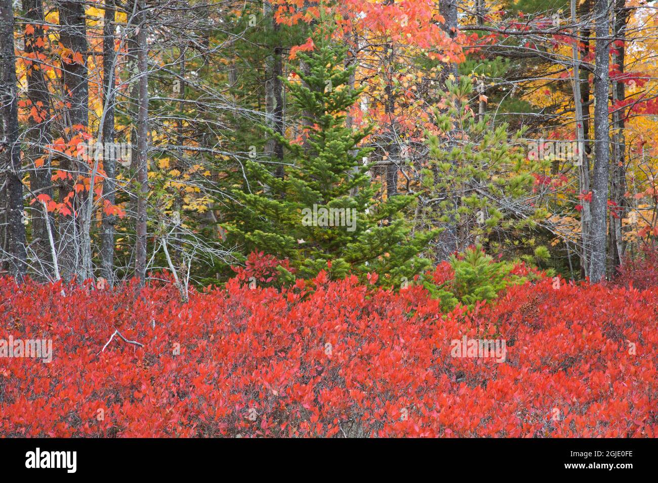 USA, Maine. Red blueberry bushes and fall foliage in Acadia National ...