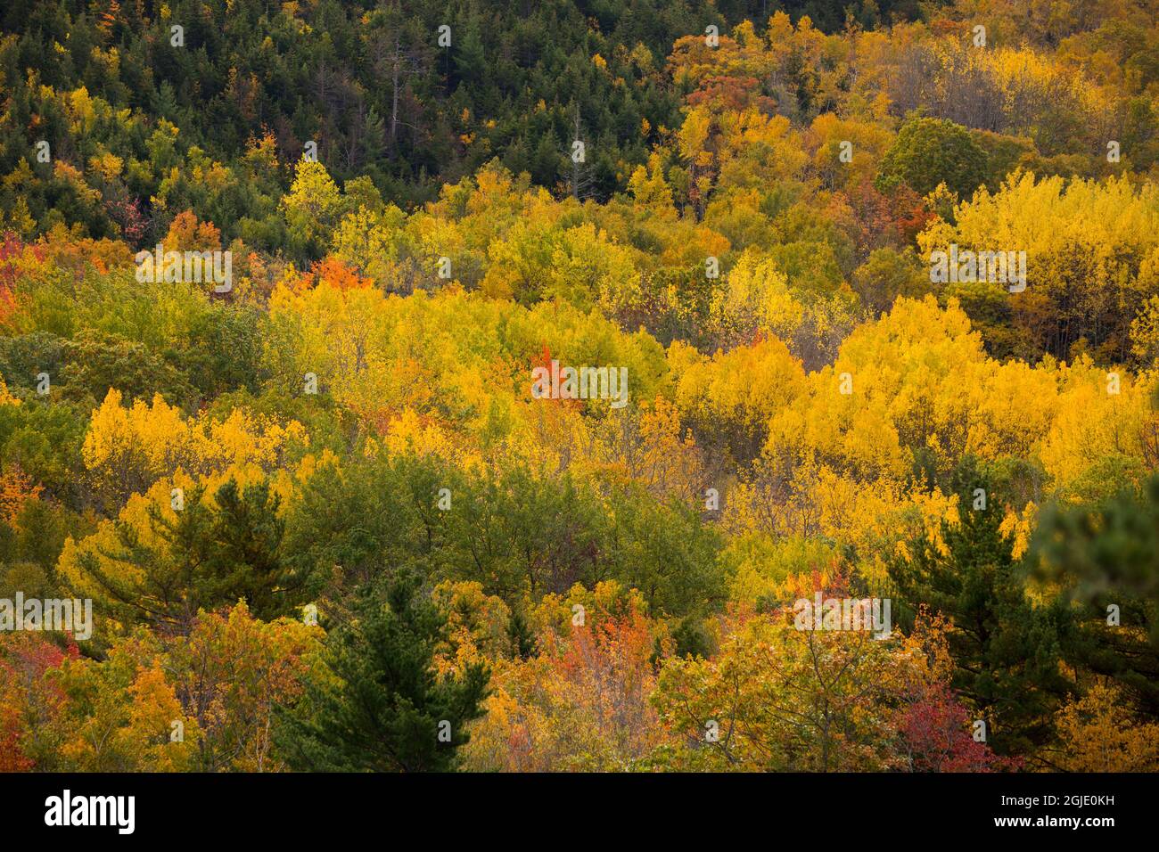 USA, Maine. Fall foliage in Acadia National Park Stock Photo - Alamy