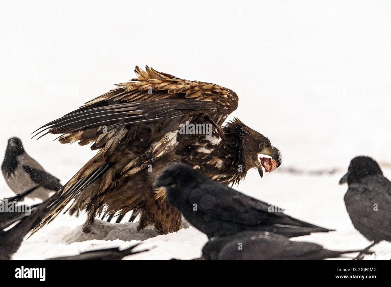 White tailed eagle with crow hi-res stock photography and images - Alamy