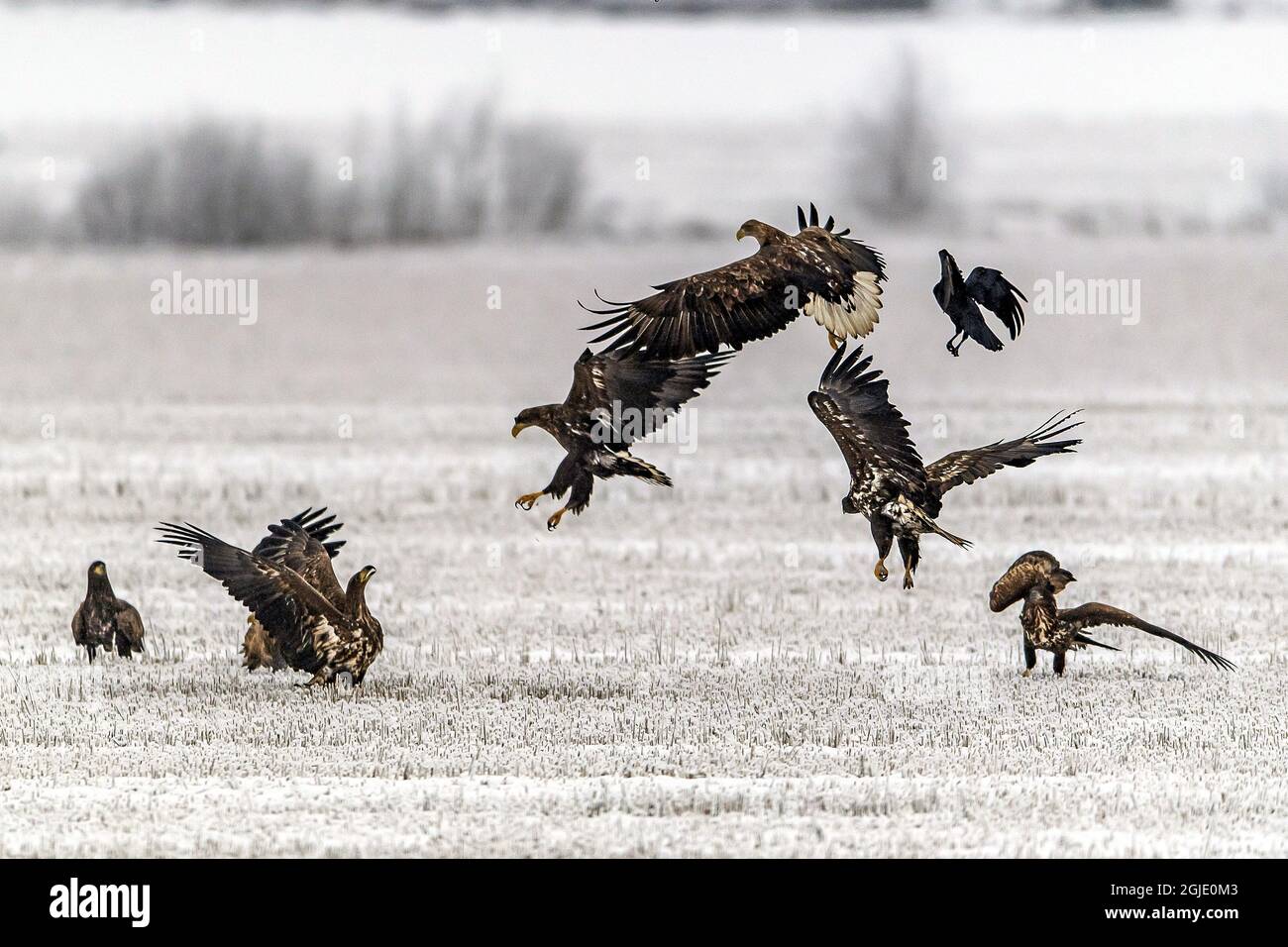 Eagles flying together hi-res stock photography and images - Alamy
