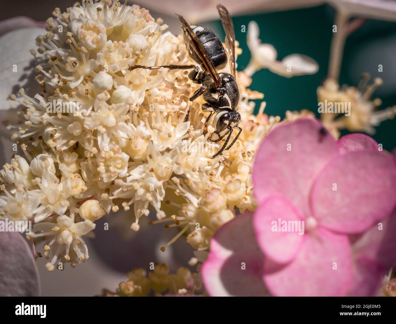 Bald-faced hornet gathering nectar and pollen from hydrangea flower ...