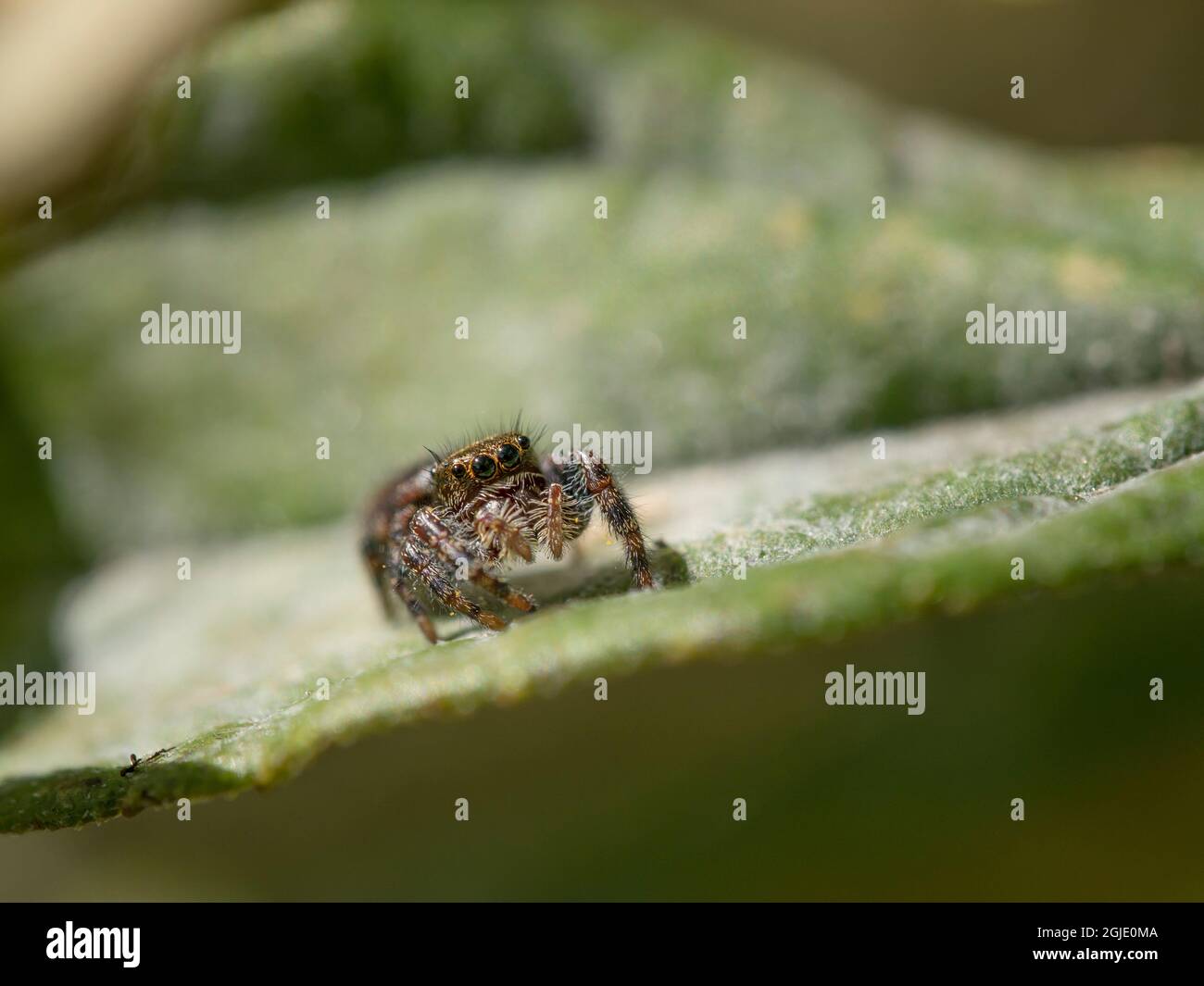 Jumping spider, larger eyes visible, Maine Stock Photo - Alamy