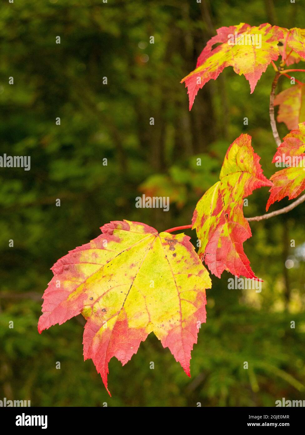 Red maple, fall color, Maine Stock Photo - Alamy