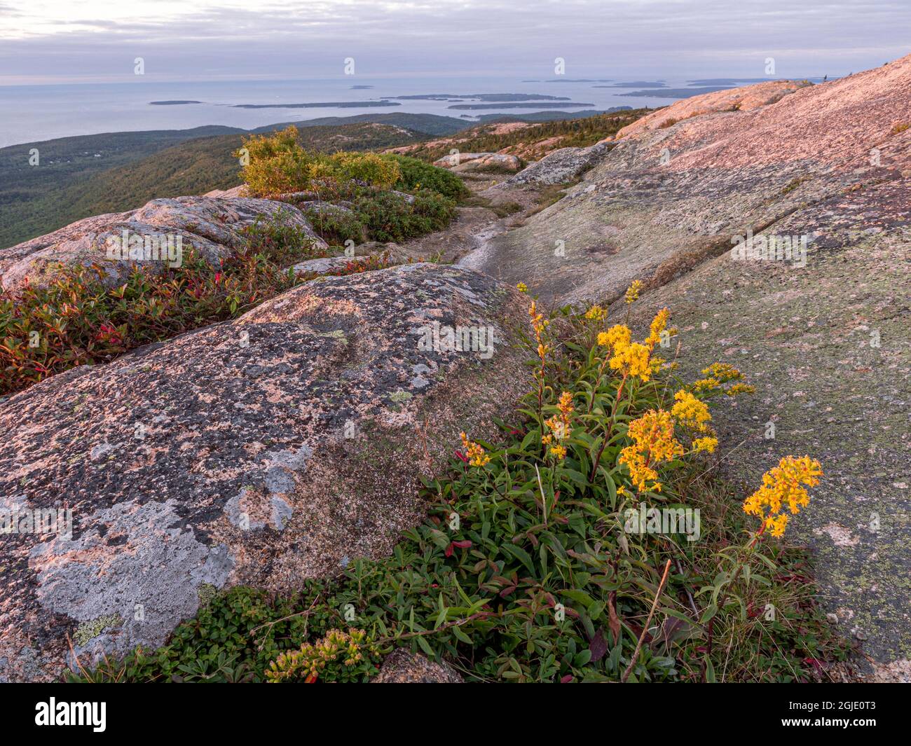 Goldenrod in bloom, early light on granite covered by lichen, top of ...