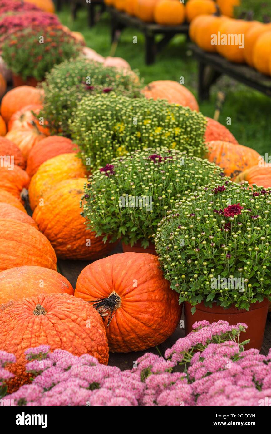 Red wagon with pumpkins hi-res stock photography and images - Alamy