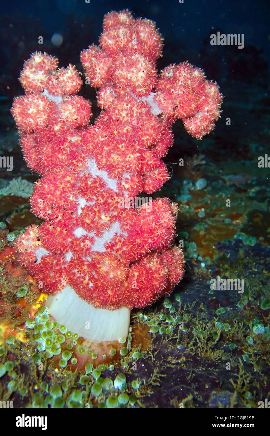 Colorful soft coral on the ground in the filipino sea December 14, 2011 ...