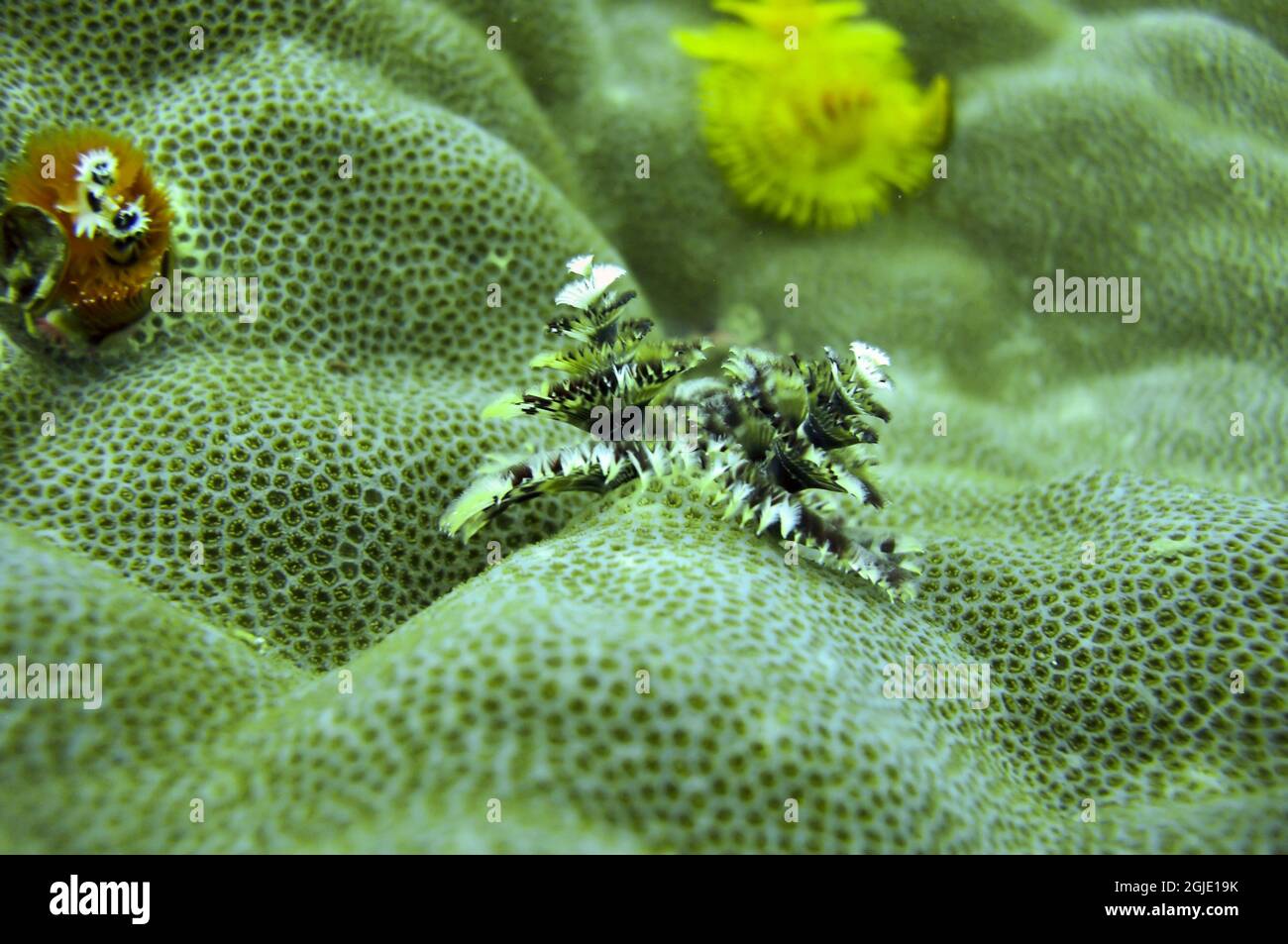 Tube worm on the ground in the filipino sea December 15, 2010 Stock ...