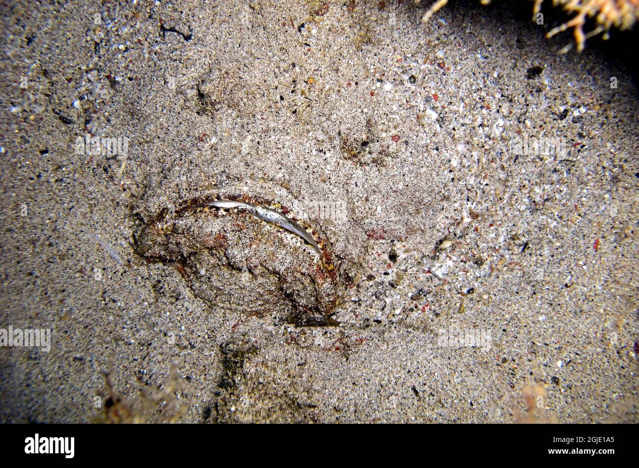 Stone fish on the ground in the filipino sea November 1, 2010 Stock ...
