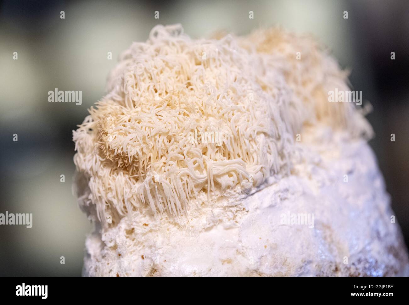 Pom pom blanc mushroom at a mushroom cultivation farm at Saxtorp ...