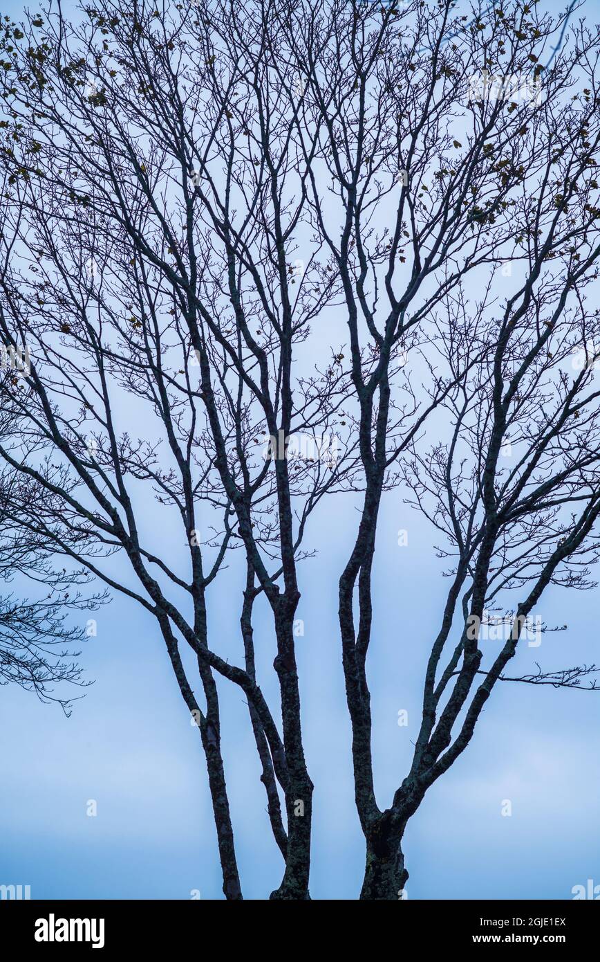 USA, Maine, Mt. Desert Island, Bernard. Tree silhouettes during autumn ...