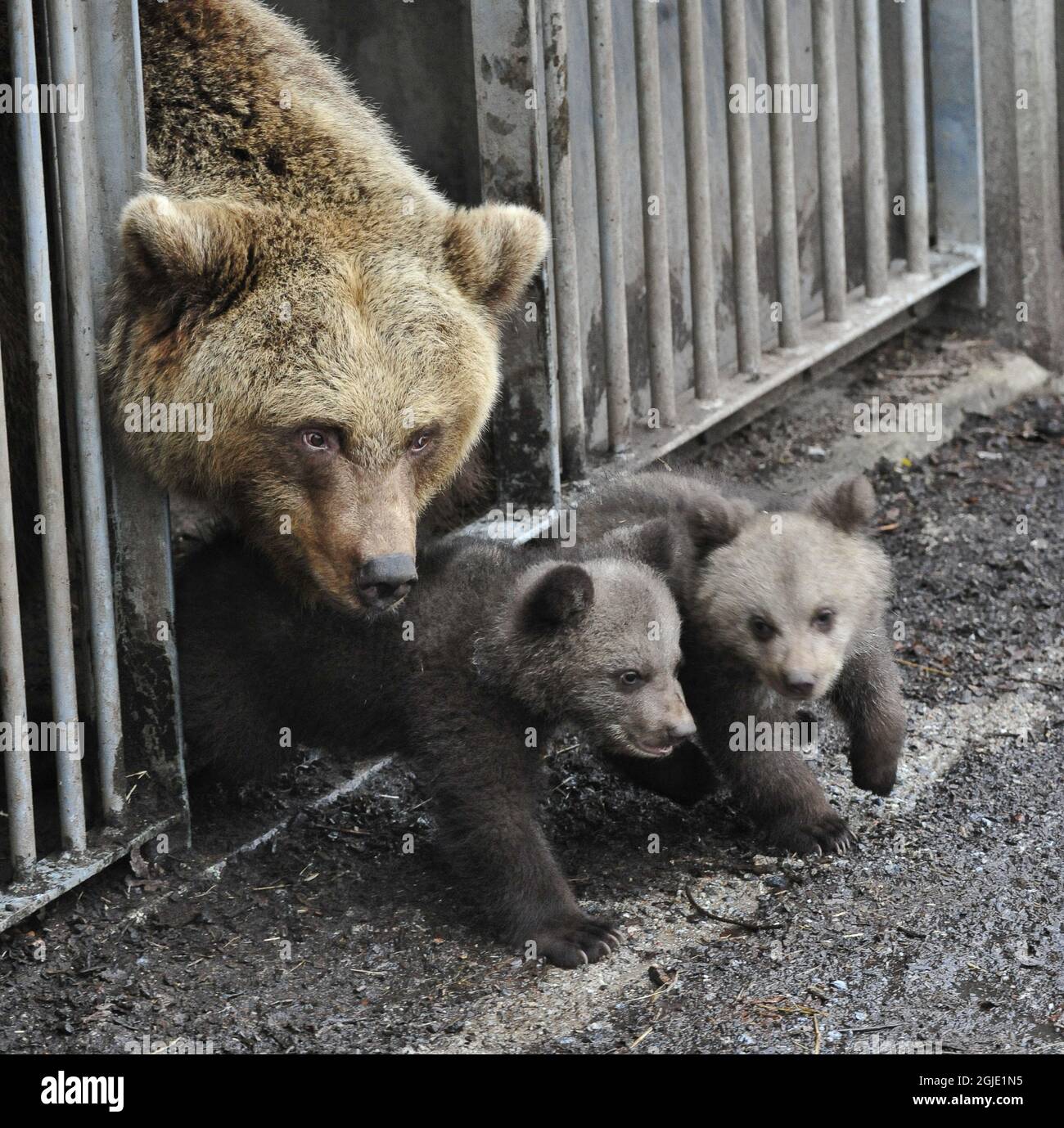 The newborn bear cubs are being watched by their mother Maja when they ...