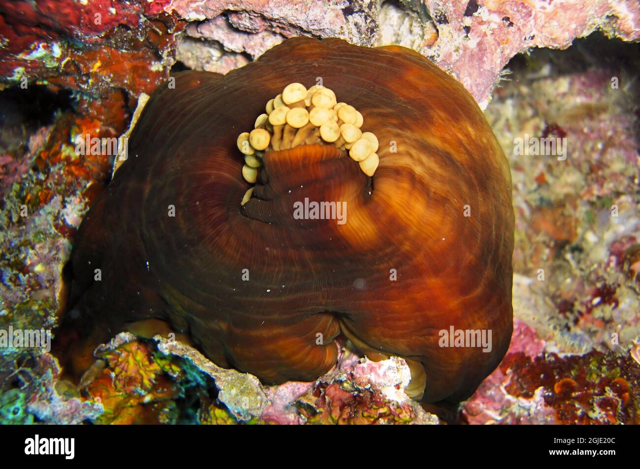 Octopus underwater habitat hi-res stock photography and images - Alamy