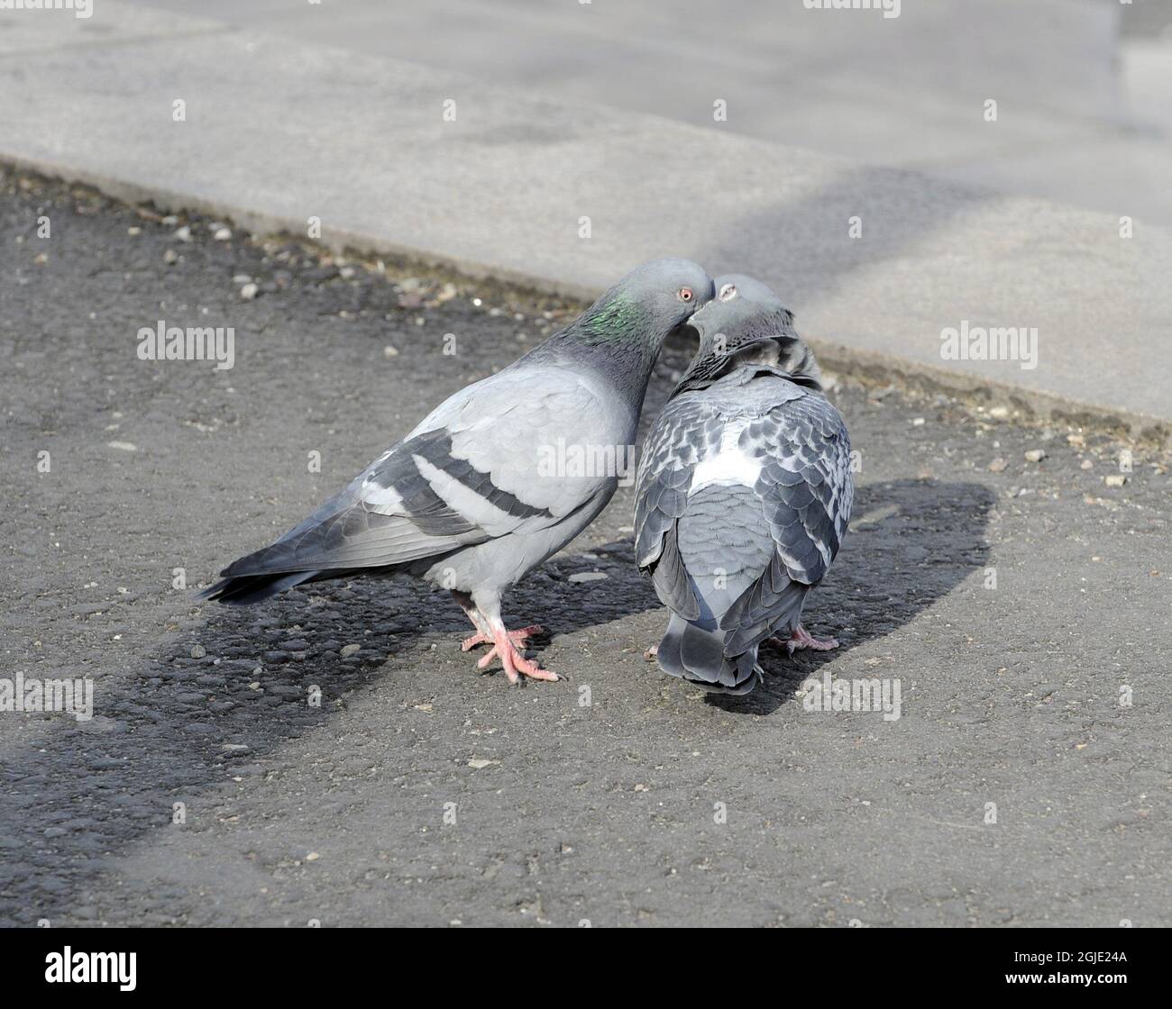 Picture 1 of 4; The Swedish pigeons is starting to get spring feelings ...