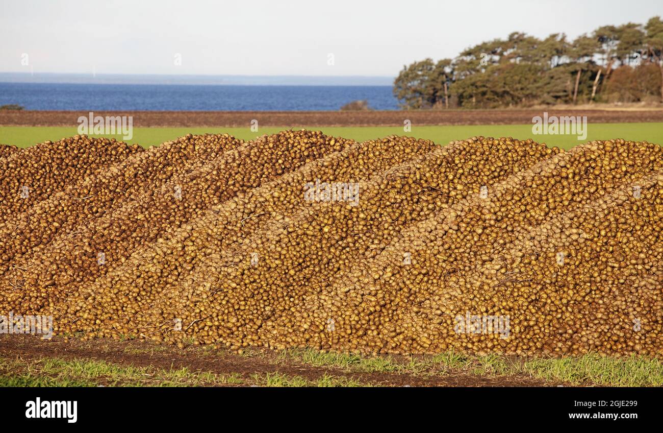 Potato harvest at Kastlosa, Oland, Sweden. Photo: Anders Good / TT ...