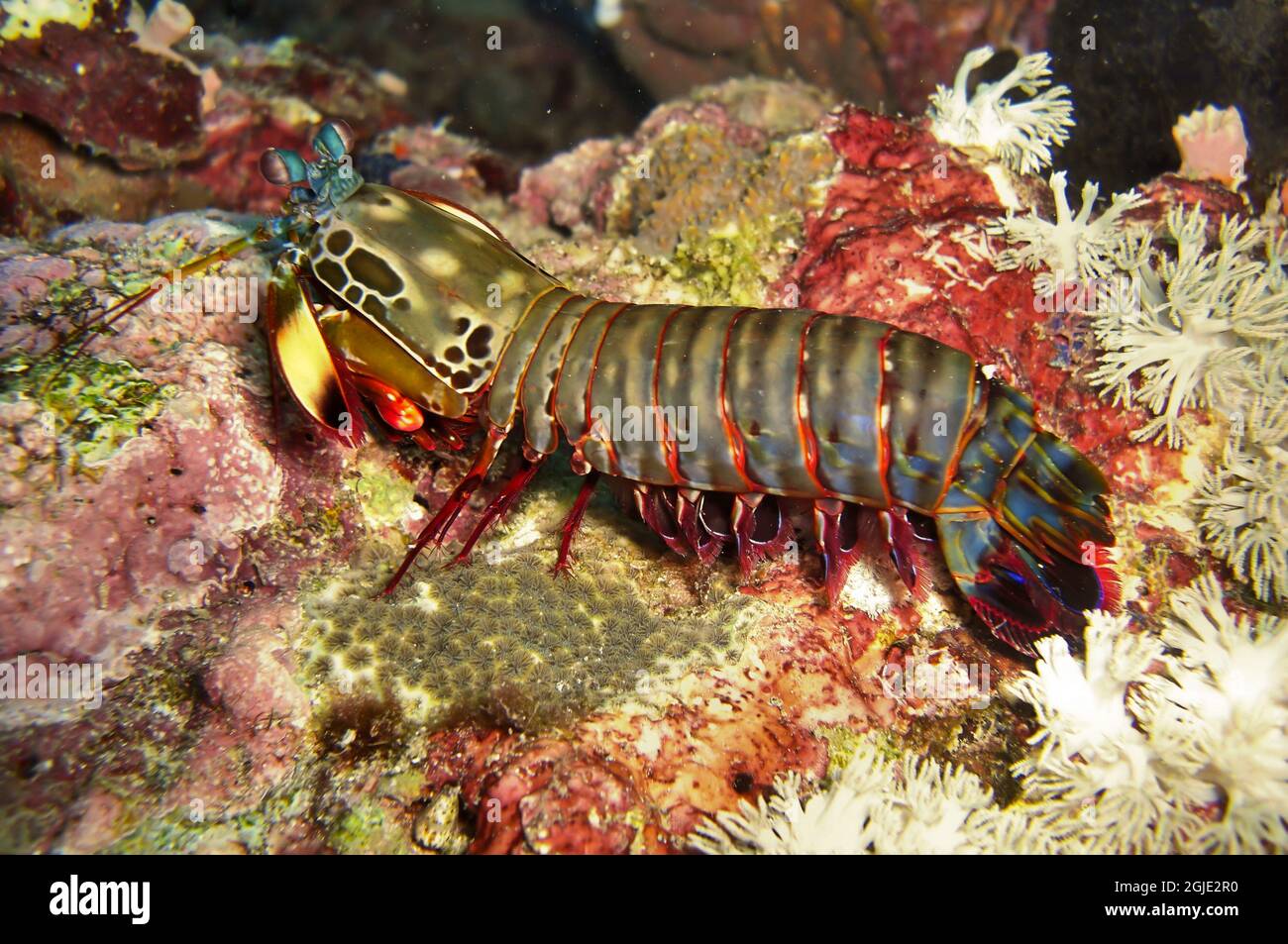 Colorful Mantis Shrimp (Odontodactylus Scyllarus) on the ground in the ...