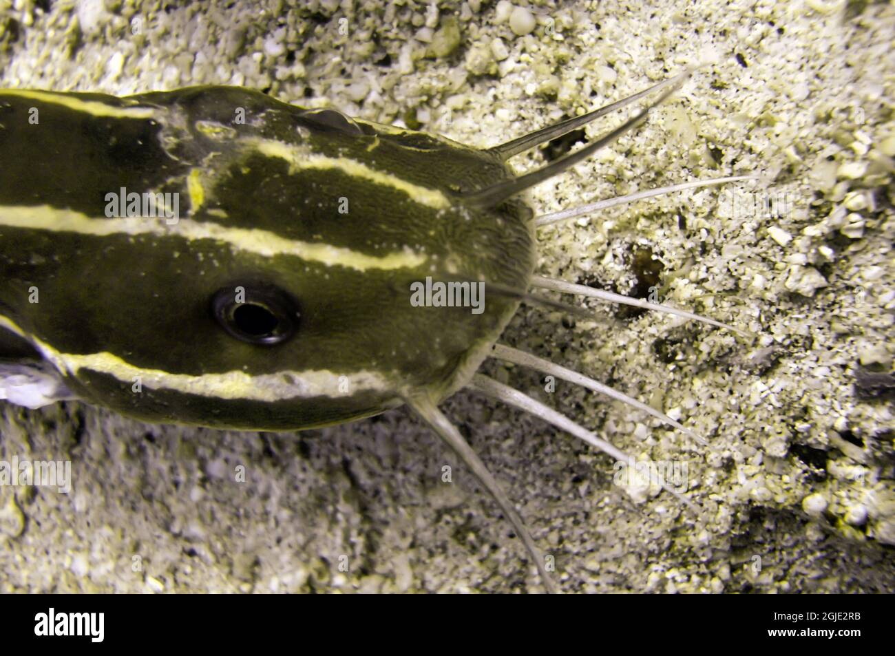 Unknown Fish on the ground in the filipino sea December 22, 2010 Stock ...