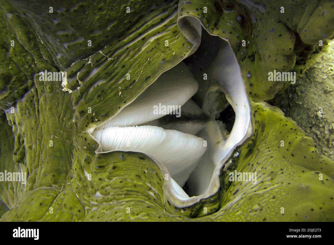 Giant clam shell hi-res stock photography and images - Alamy