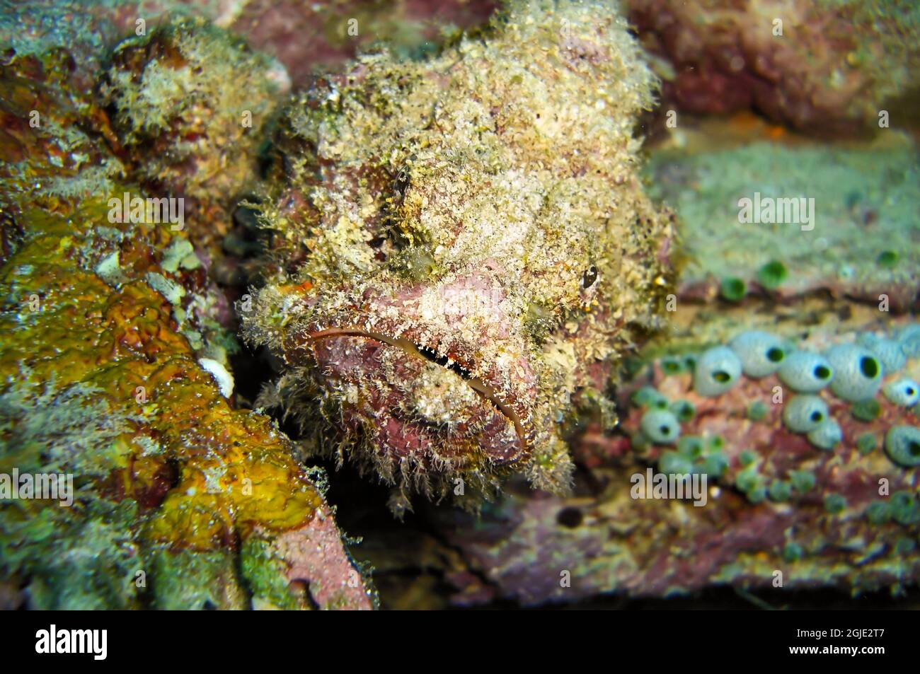 Stone fish (Synanceia Verrucosa) is swimming in the filipino sea ...
