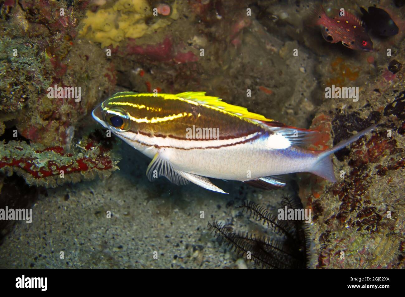 Unknown Fish is swimming in the filipino sea December 22, 2010 Stock ...