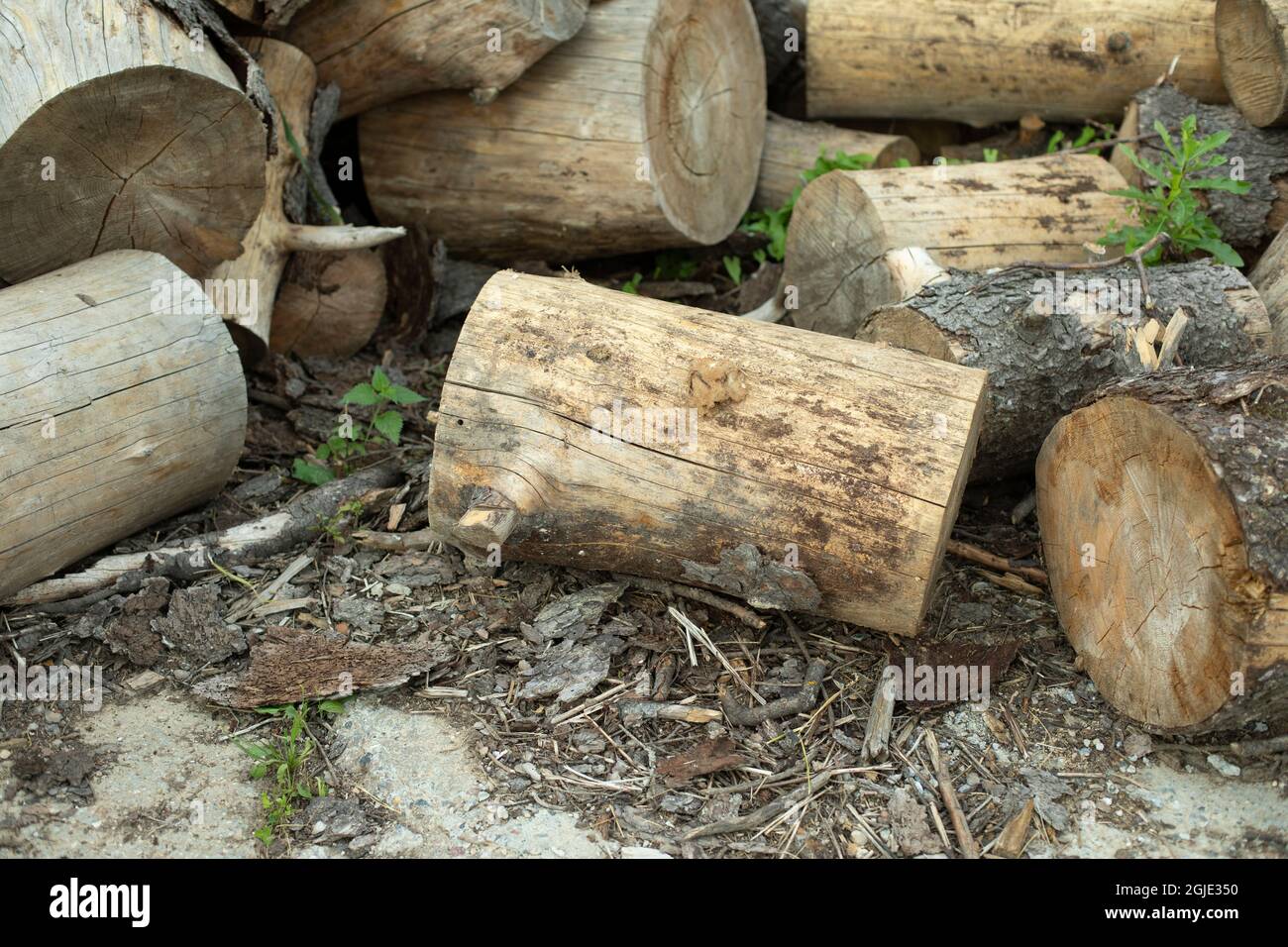 Tree stumps for preparation of cutting firewood. The stumps of the tree ...