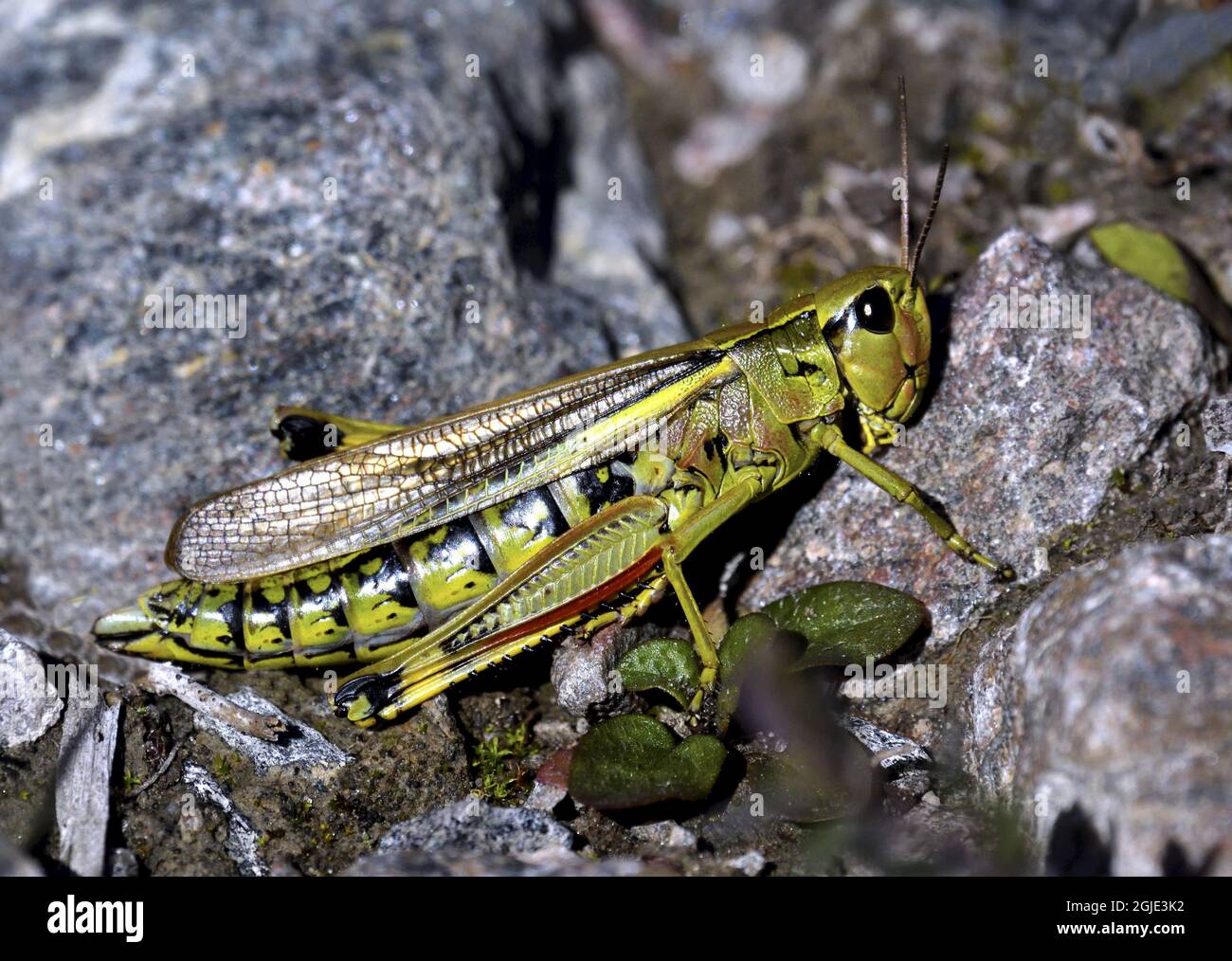 the common green grasshopper (Omocestus viridulus) Photo: Alf ...