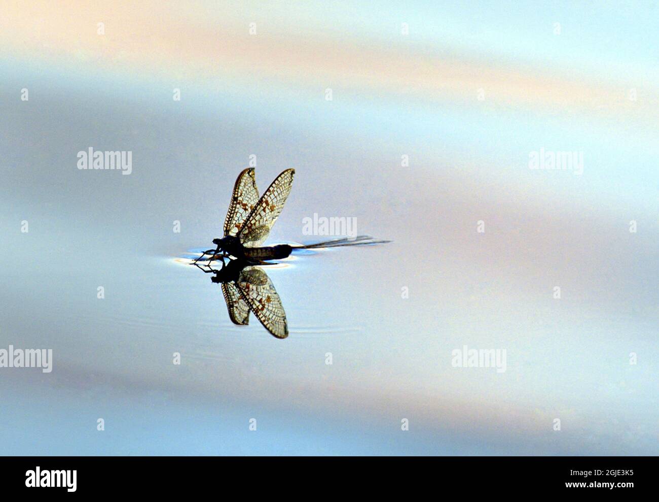 Mayfly on water hi-res stock photography and images - Alamy