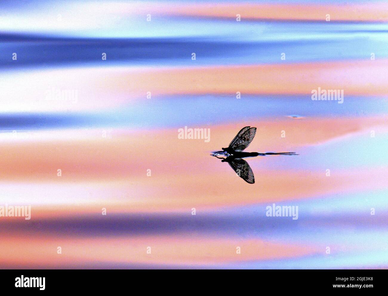 Mayfly on water hi-res stock photography and images - Alamy