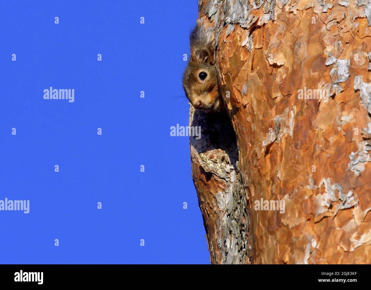Squirrel in a pine tree Photo: Alf Linderheim / TT / code 2731 Stock ...
