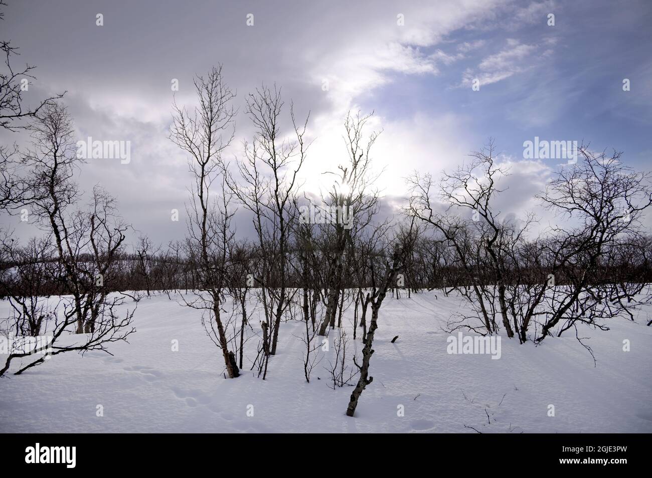 Arctic downy birch or mountain birch (Betula pubescens and formerly ...