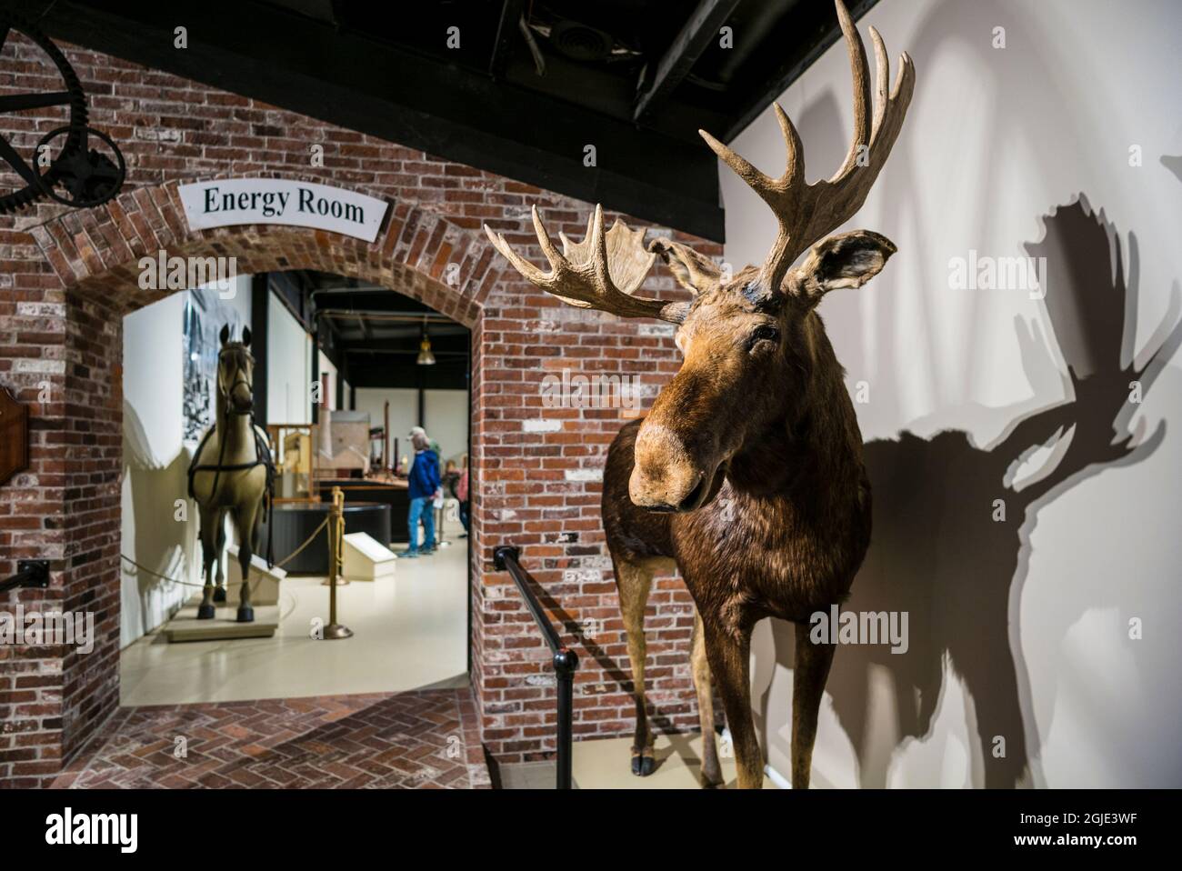 USA, Maine, Owls Head, Owls Head Transportation Museum, stuffed moose ...