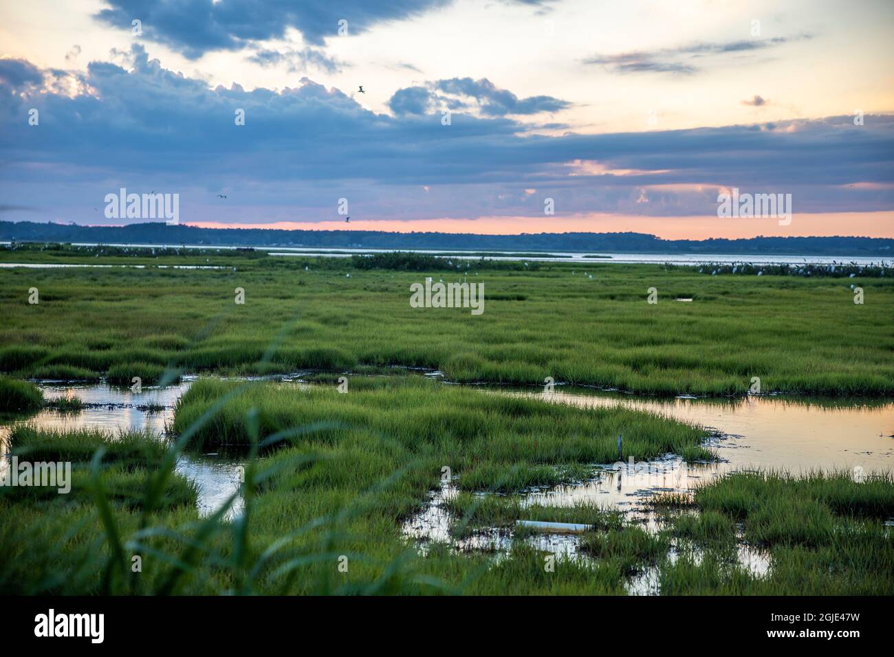 USA, Maryland, Assateague Island, marsh near lighthouse Stock Photo - Alamy