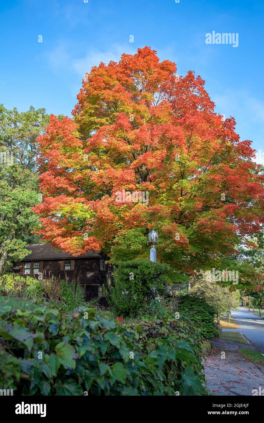 Colorful fall foliage, Massachusetts, USA Stock Photo - Alamy