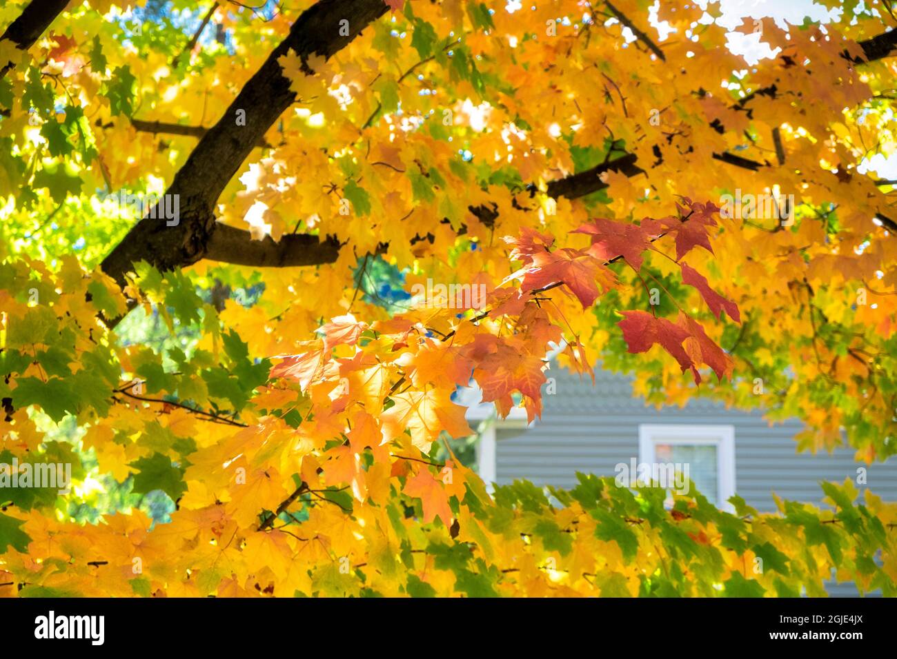 Colorful fall foliage, Massachusetts, USA Stock Photo - Alamy