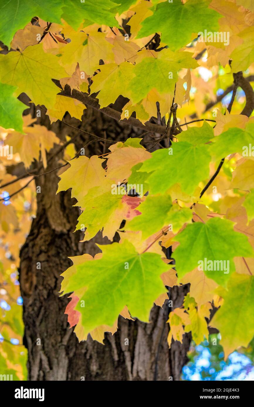 Colorful fall foliage, Massachusetts, USA Stock Photo - Alamy