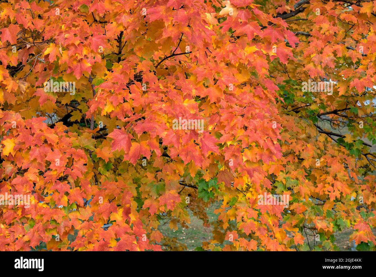 Colorful fall foliage, Massachusetts, USA Stock Photo - Alamy