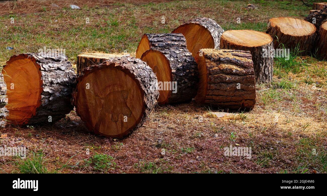 Pine log hi-res stock photography and images - Alamy