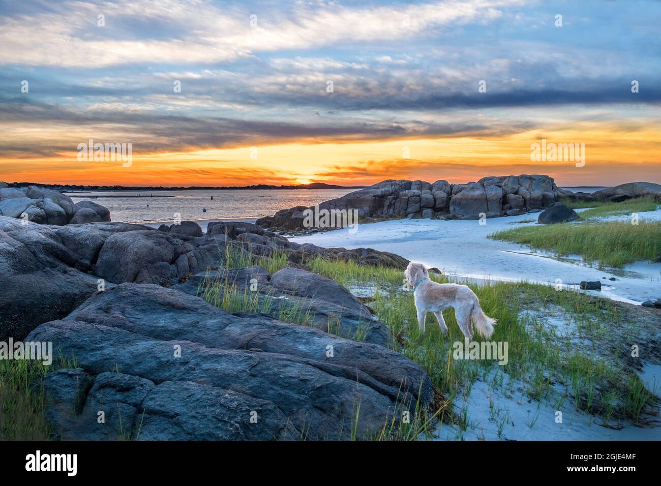 Labradoodle on the beach hi-res stock photography and images - Alamy