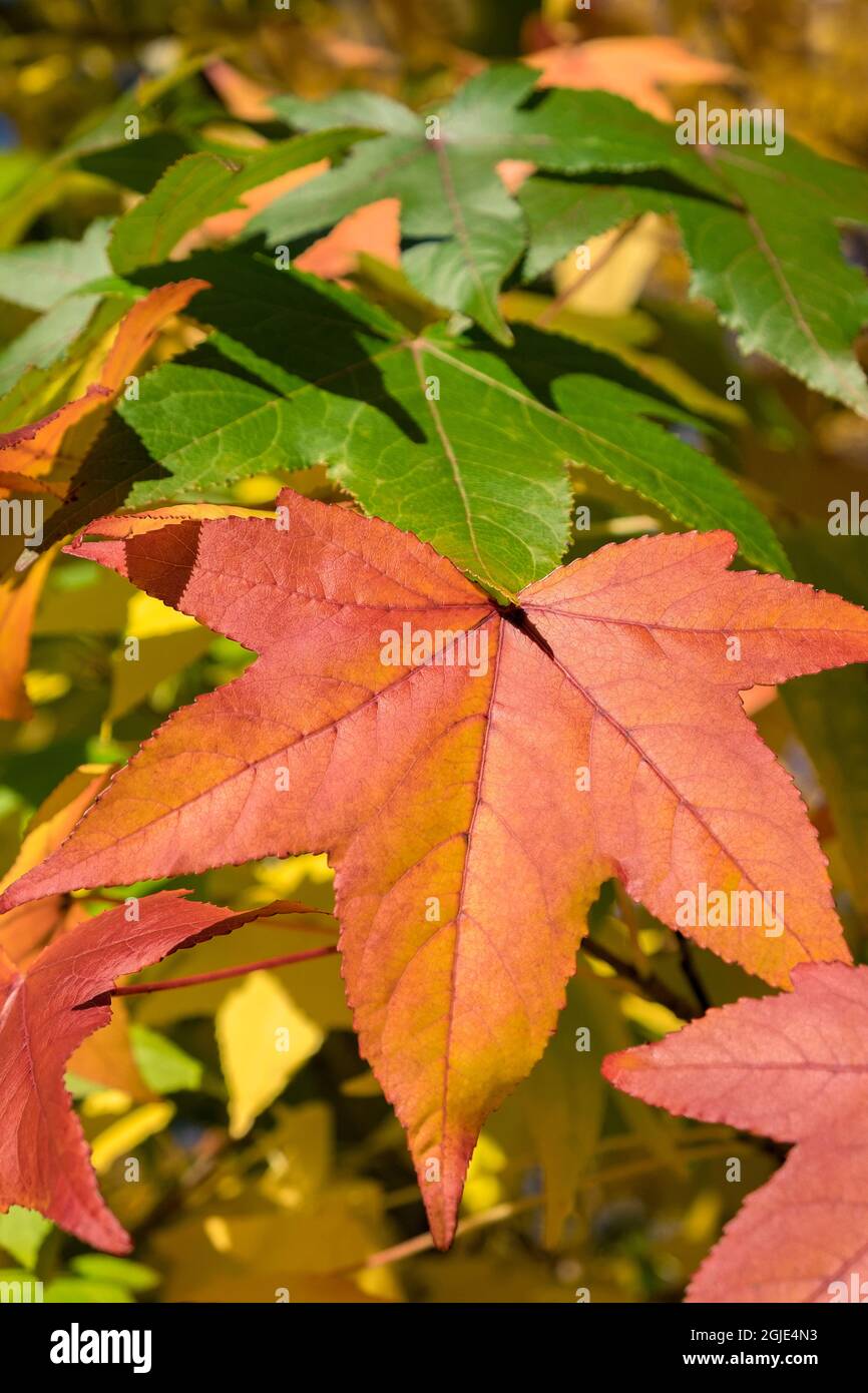 Colorful Maple leaves, Massachusetts, USA Stock Photo - Alamy