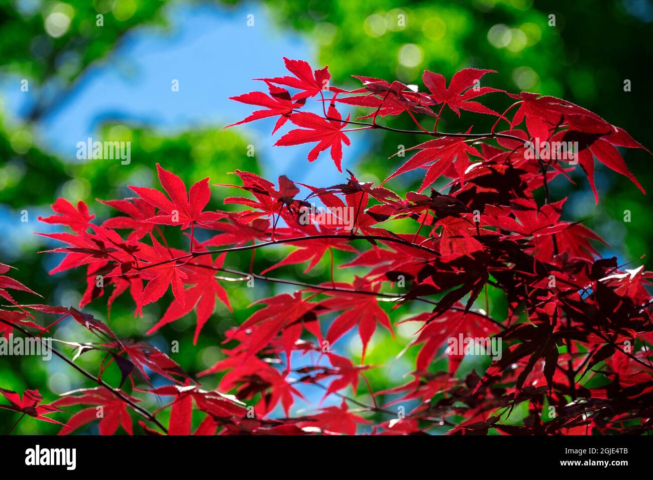 Japanese Maple tree in autumn Stock Photo - Alamy