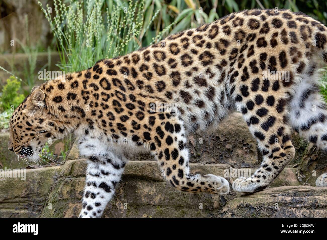 Closeup of the leopard. Side view Stock Photo - Alamy