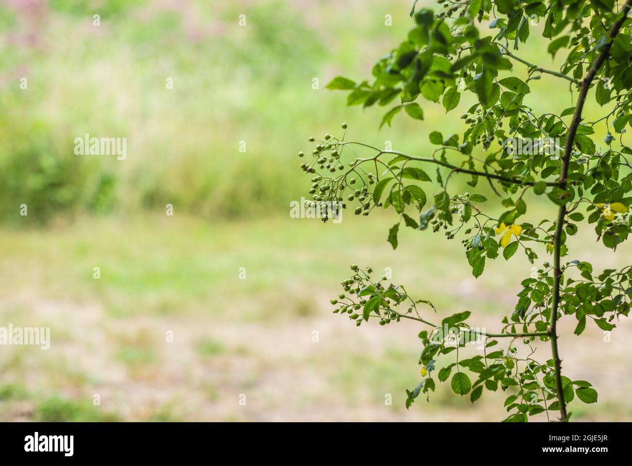 Beachside greenery hi-res stock photography and images - Alamy