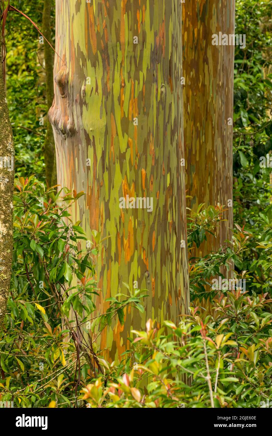 Rainbow eucalyptus tree bark pattern, Oahu, Hawaii Stock Photo - Alamy